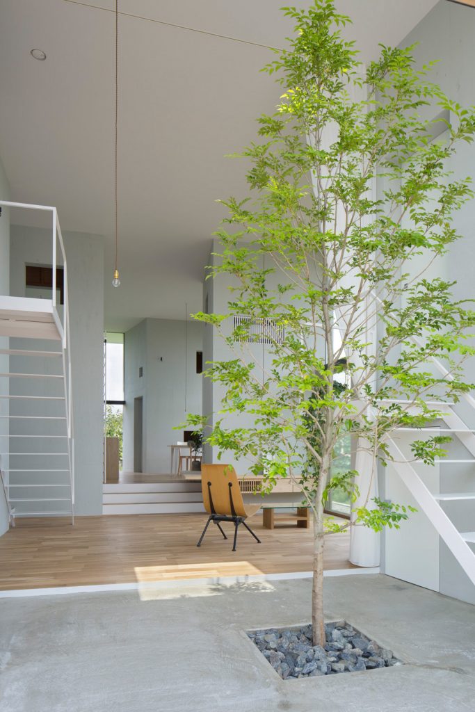 Crushing On: Large Indoor Trees - Stacy Risenmay