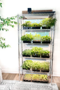 Starting Seeds Indoors {Everything You Need To Know!} - Stacy Risenmay