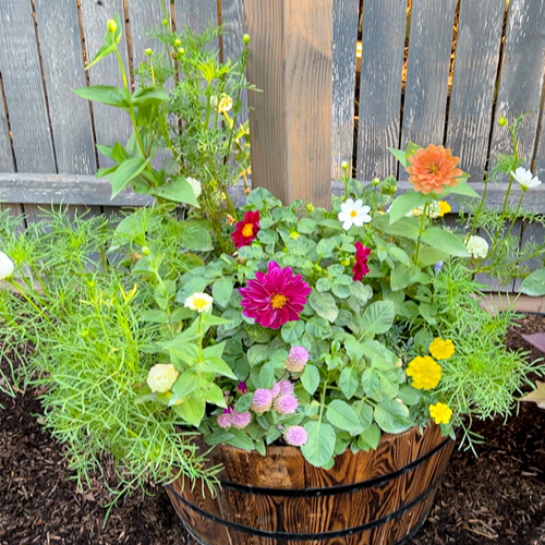 How To Make DIY String Light Planter Poles - Stacy Risenmay