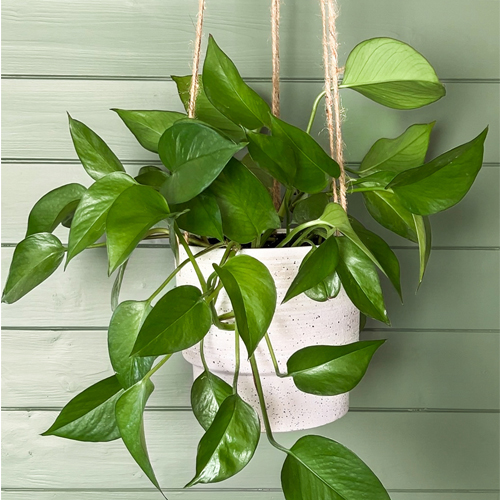 How To Turn Any Pot Into A Hanging Planter! - Stacy Risenmay