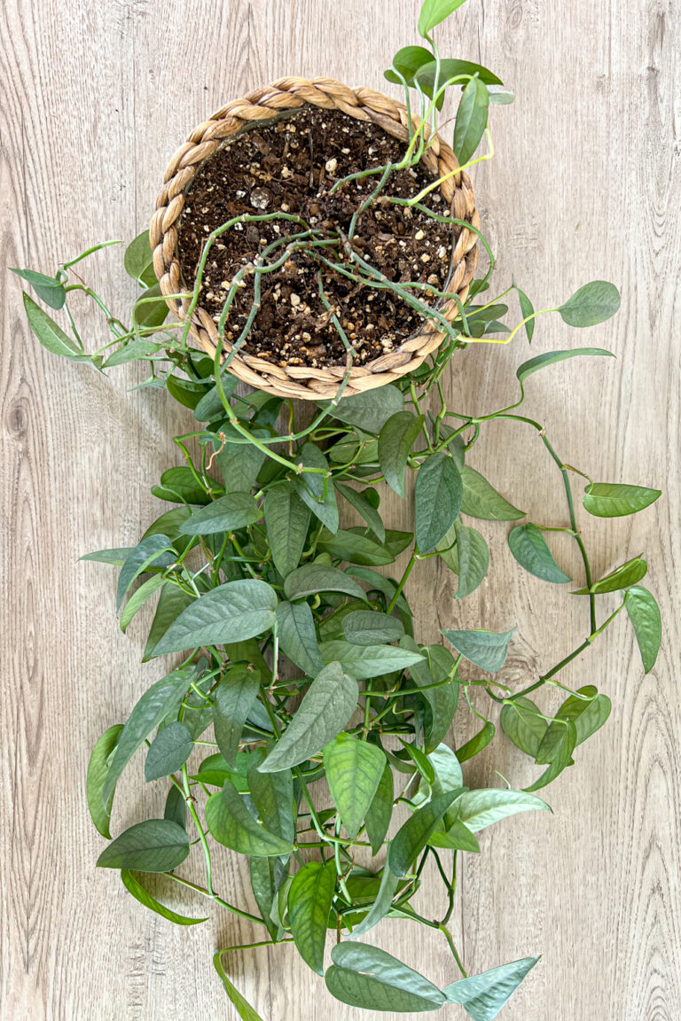 Here's Why You Should Prune And Propagate Your Houseplants! - Stacy ...